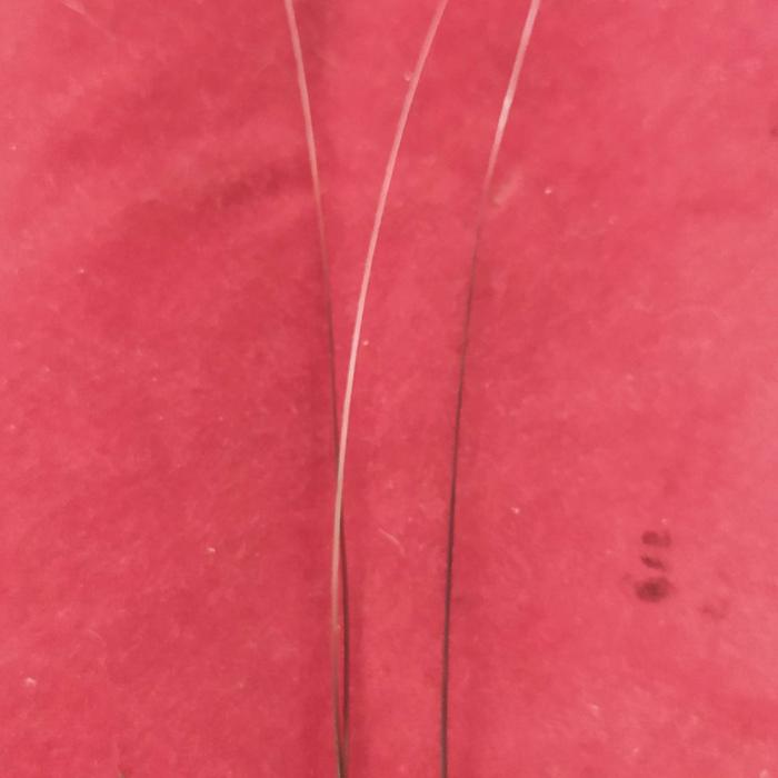 Jual Kumis macan atau Harimau sumatera panjang 13 SD 14 cm - Kota ...