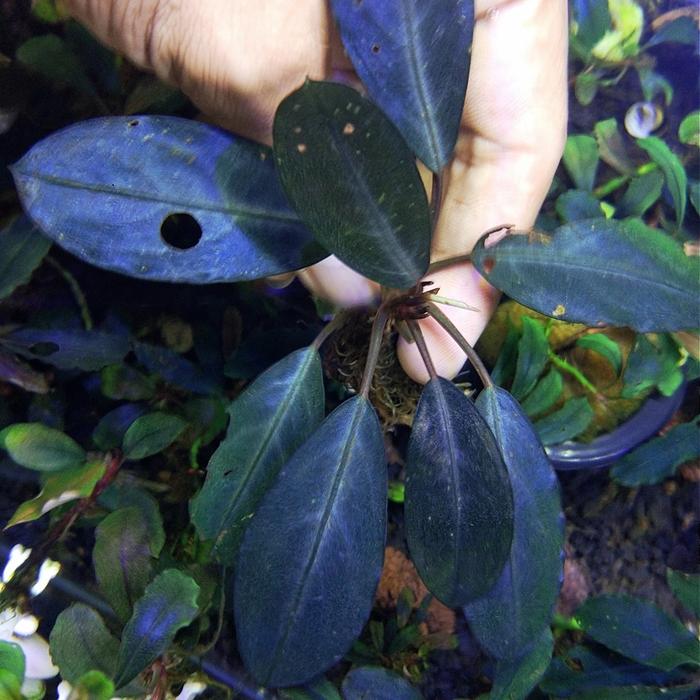Jual bucephalandra Buce dark silver grey aquascape - Putih - Kab. Bogor ...