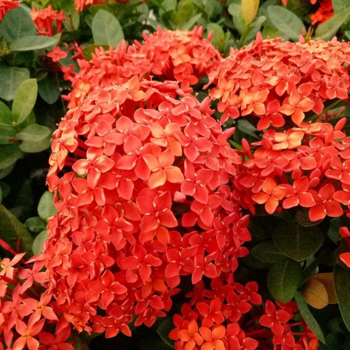 Jual tanaman bunga asoka merah soka hawai bunga merah - Kab. Bogor ...