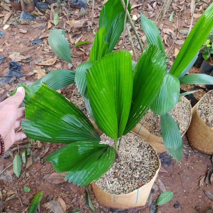 Jual Tanaman hias palm kipas - pohon palem - palm kol - kipas - Kab ...
