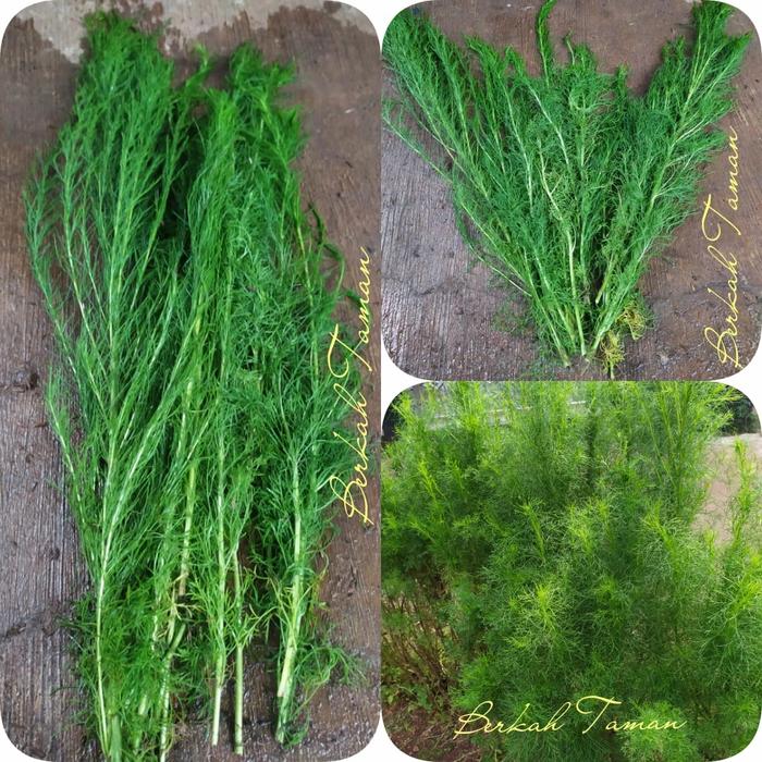 Jual Tanaman cemara air uk30..45/ bibit pohon cemara (setekan cemara ...