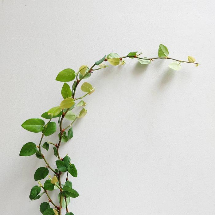 Jual Tanaman hias Ficus Pumila - Tanaman hias Dollar Rambat Daun Kecil ...