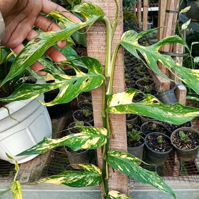 Jual tanaman hias epipremnum kujang varigata/epip kujang - Kab. Bogor ...