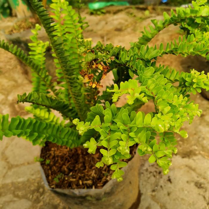 Jual Bunga / Tanaman Hias Pakis Boston / pakis sisir / pakis jakarta ...