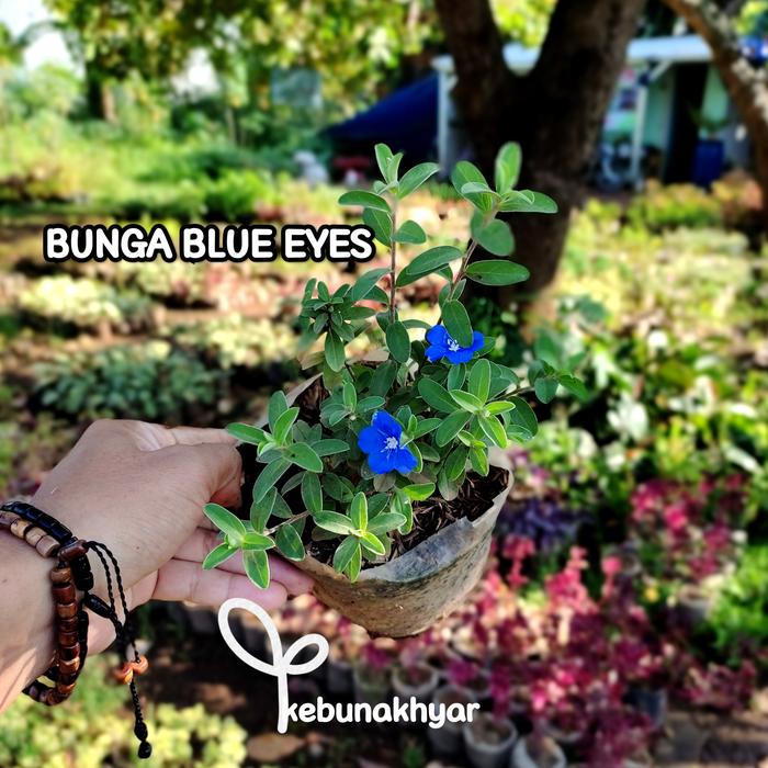 Jual Bunga Blue Eyes Tanaman Hias Bunga Blue Eyes Blue Ice - Kota ...