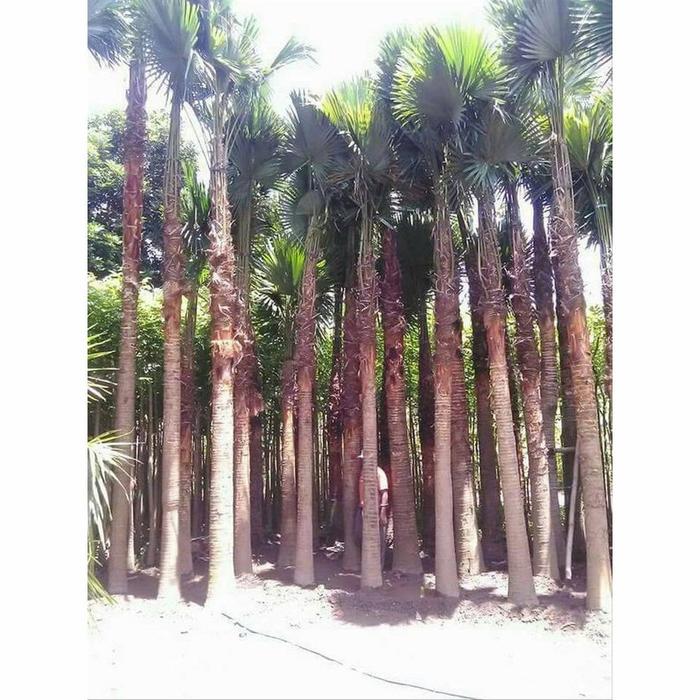 Jual Pohon Palem Sadeng Sinensis Tinggi 1,5 Meter - Kab. Bogor - Zahira ...