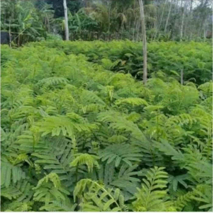 Jual Bibit Pohon Sengon solomon / Albasia F1 Solomon unggul - Kota ...