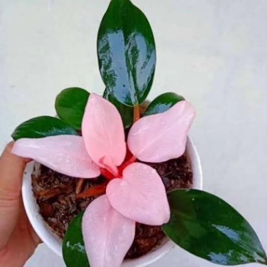 Jual Tanaman Hias Philo Pink congo - Kab. Bandung Barat - Zain flower ...