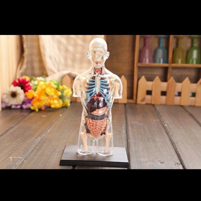 Jual Manekin Patung Peraga 4D Transparent Human Torso Human Anatomy ...