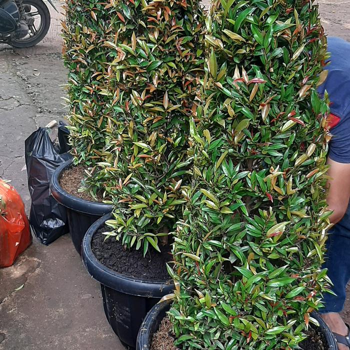 Jual pohon pucuk merah tinggi 1,50cm+pot daun rimbun berbentuk - Kota ...