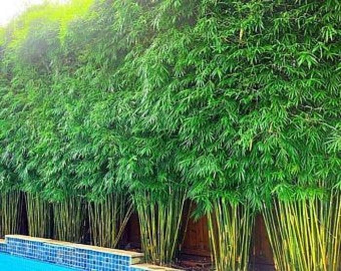 Jual Bibit bambu pagar (cina)/Green Hedge/kultur jaringan/bambu hias ...