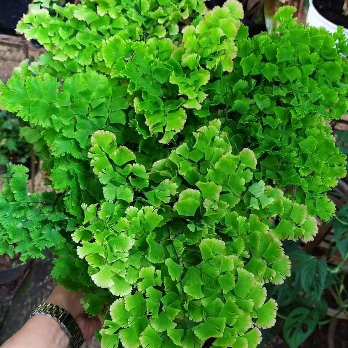 Promo Tanaman bunga suplir daun tumpuk - tanaman daun tumpuk keriting ...