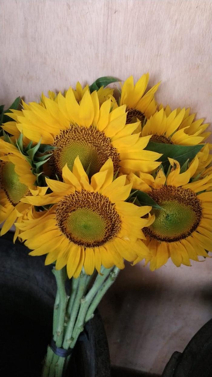 Jual Bunga Tangkai Matahari Asli Segar / Bunga Potong Pertangkai ...