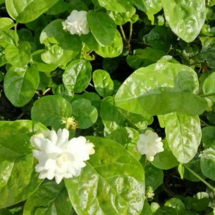 Jual Bibit tanaman hias Melati tumpuk wangi / kembang Menur - Kab ...