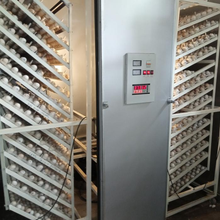 Jual mesin tetas kapasitas 5000 telur ayam dan itik - Biru - Kab ...