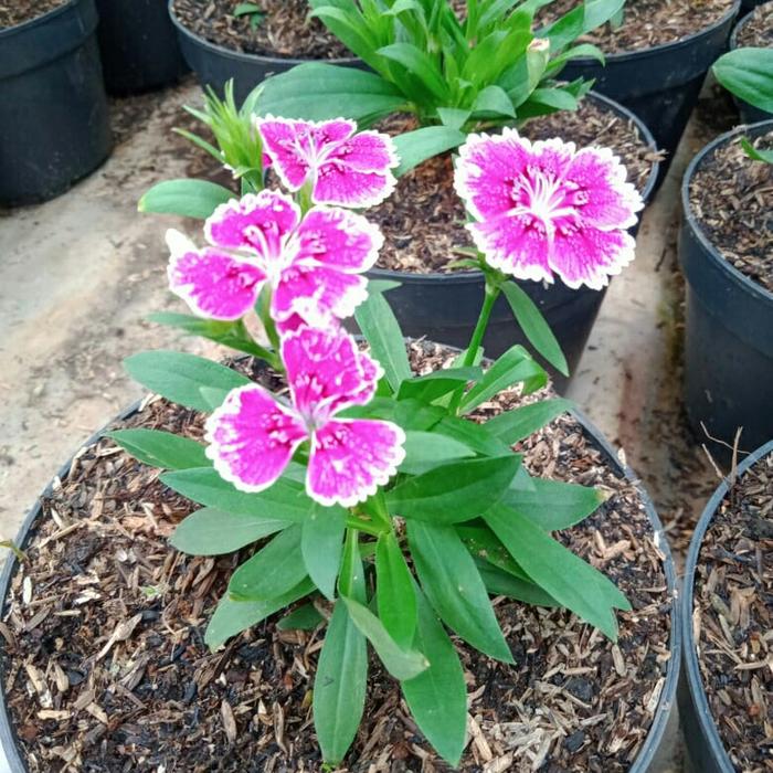 Jual Tanaman Hias Bunga Anyelir Pink | Anyelir Pink Putih - pink putih ...