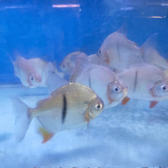 Jual IKAN HIAS IKAN THINBAR TANKMATE IKAN PREDATOR - Jakarta Barat ...