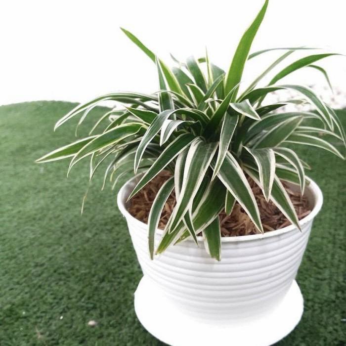 Jual TANAMAN HIAS LILI PARIS UMBI + POT TAWON - Jakarta Utara - SANGGAR ...