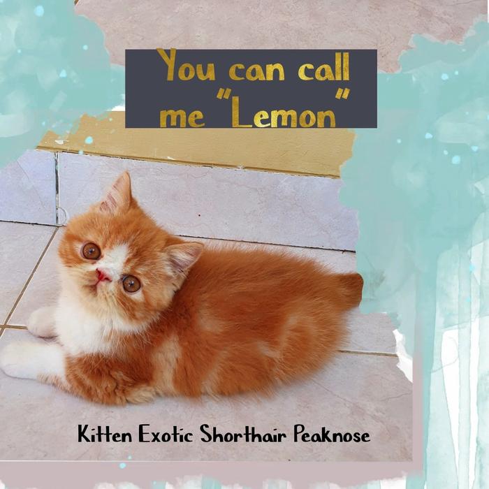 Jual Kucing Exotic Shorthair High Qualty - Kab. Bandung Barat ...