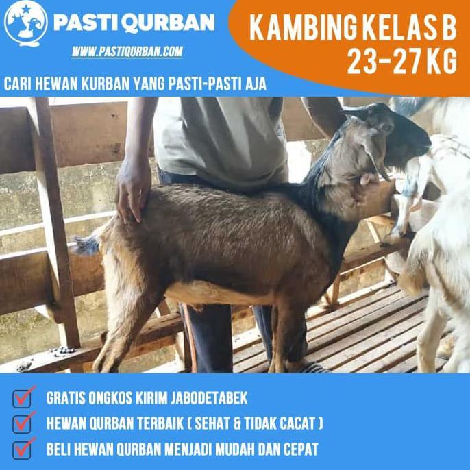 Jual Jual Hewan Qurban / Kambing Kurban Kelas B 23-27 Kg Waffa258 - Jakarta Timur ...