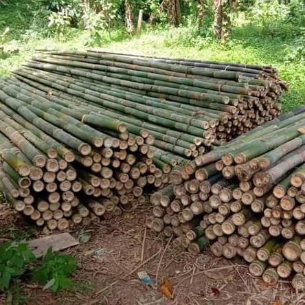 Jual BAMBU APUS TALI PANJANG 6 METER 700 BATANG - Kab. Karawang ...