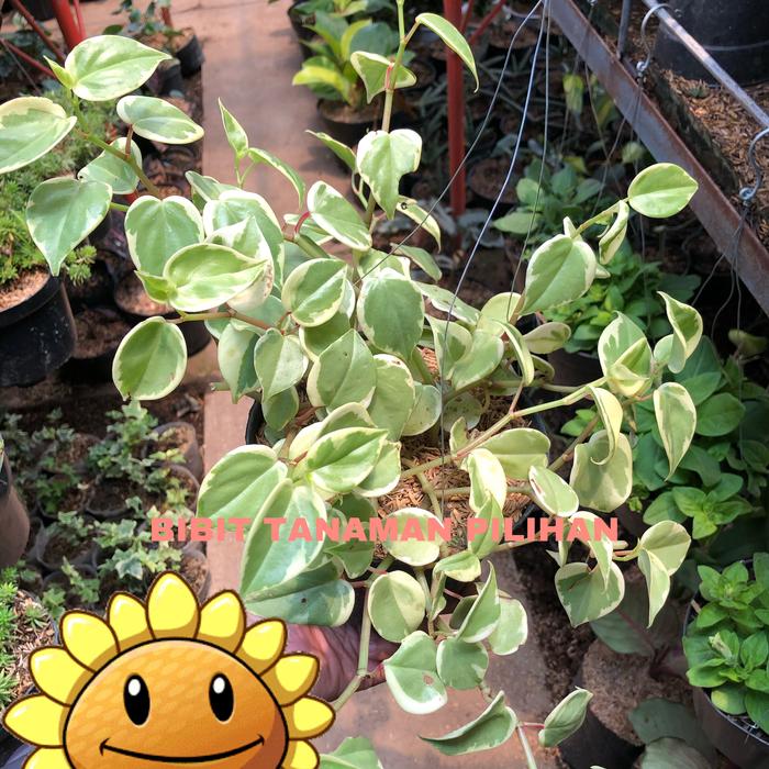 Jual Tanaman hias gantung terang bulan teplan rimbun gantung outdoor ...