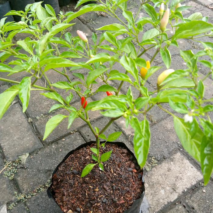 Pohon Cabe Dalam Pot