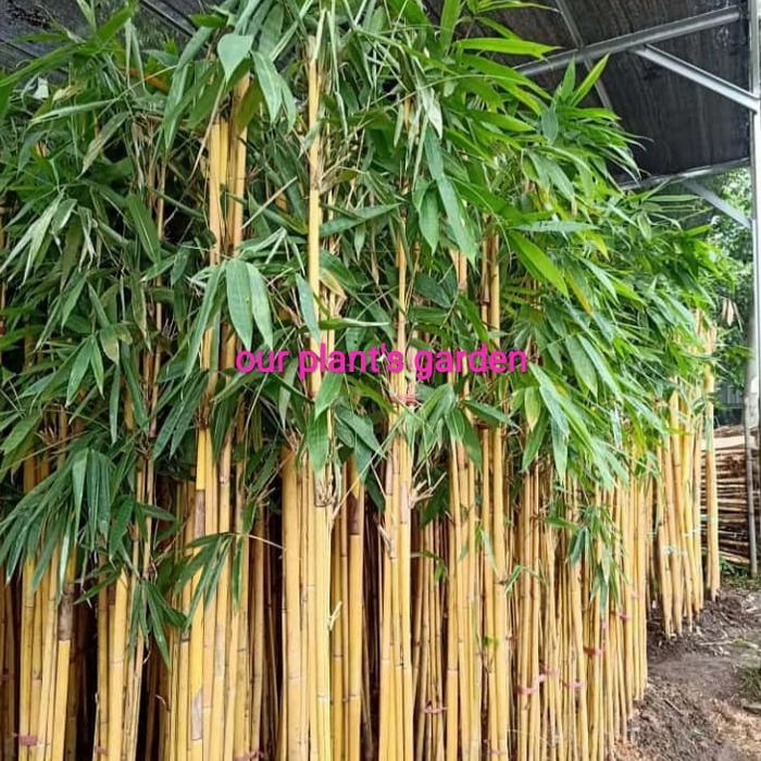 Jual bambu kuning/bambu panda/pohon bambu kuning/pohon bambu panda ...