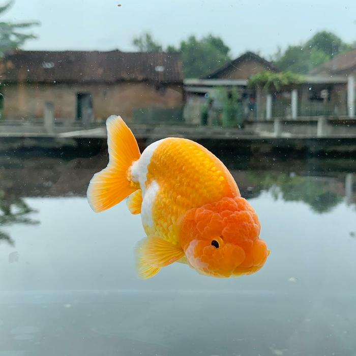 Jual Ikan Mas Koki Rancu Rw - Kota Tangerang Selatan - Goldfish Import ...