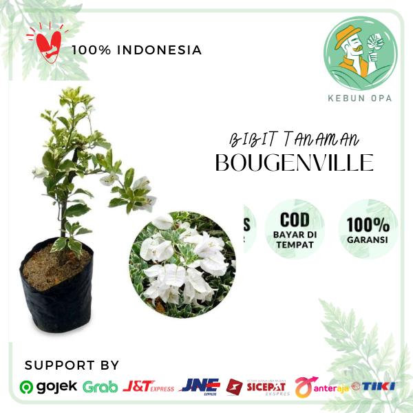 Jual Bogenvile Bibit Tanaman Bougenville bugenvil tanaman bunga kertas ...