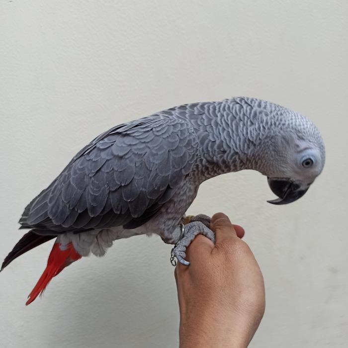 Jual Burung African grey - Kota Bekasi - Galaxy Parrot | Tokopedia
