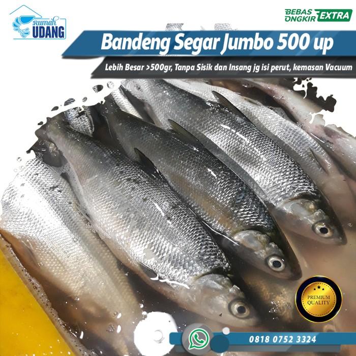 Udang Bandeng Logo Jual Ikan Bandeng Super Segar Size Jumbo 500 Up 1