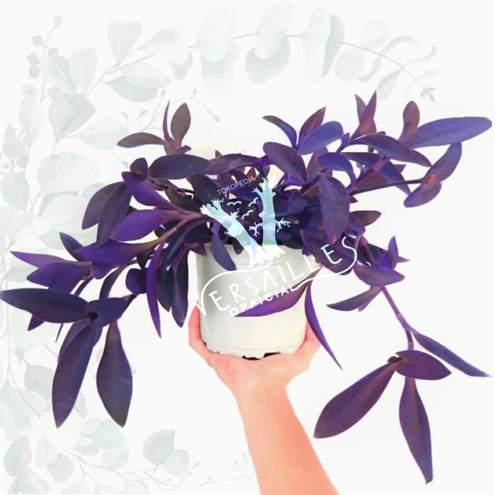 Jual Tanaman Hias Bunga Purple Tradescantia Pallida Plant Adam Hawa ...