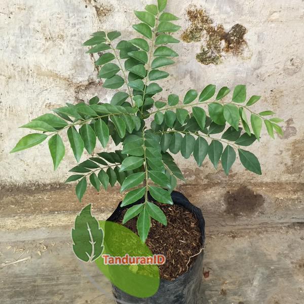 Jual TANAMAN DAUN KARI SALAM KOJA - Kab. Badung - TANDURAN NUSANTARA ...