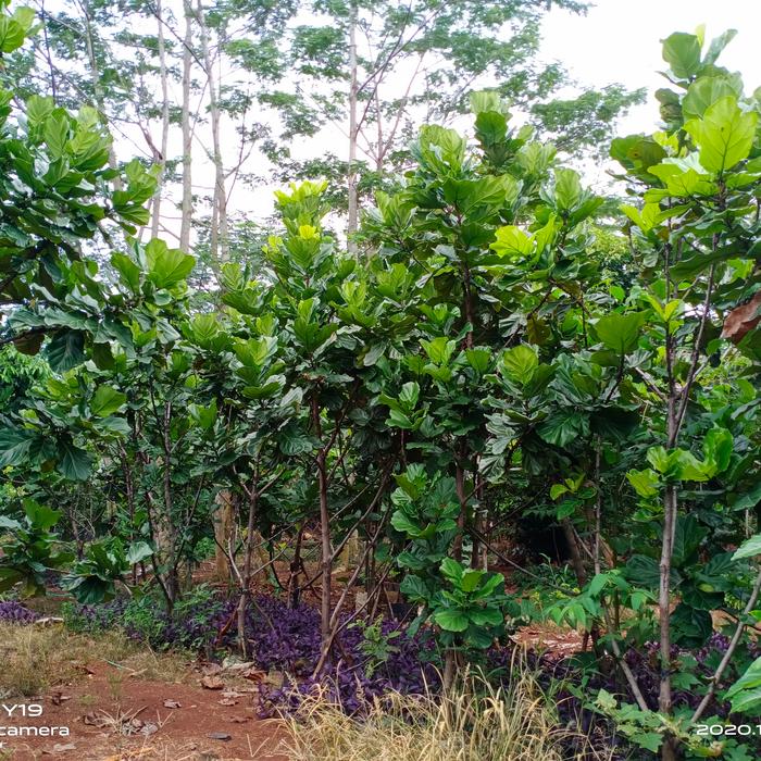 Jual pohon Ketapang biola cantik - Kab. Bogor - aneka pohon peneduh ...