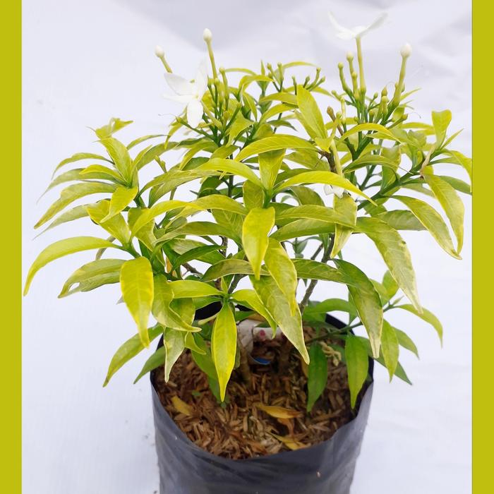 Jual tanaman hias rombusa mini golden/pohon saberna mini golden - Kota ...