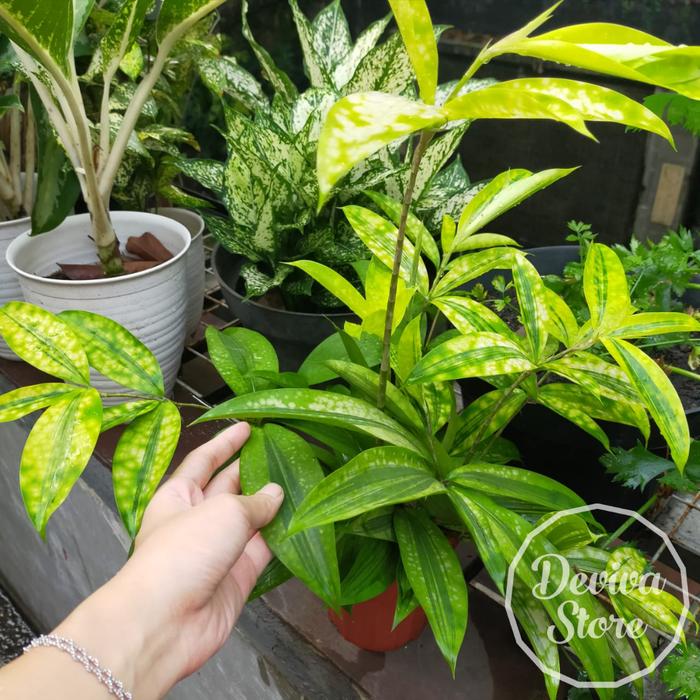 Jual Tanaman Hias Dracaena Golden Bambu Jepang Rimbun Plus Pot Siap ...