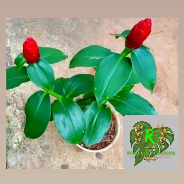 Jual Tanaman hias pacing pentul bunga merah - Kota Depok ...