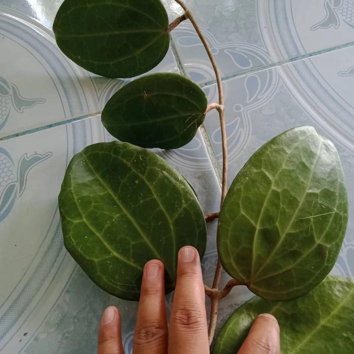 Jual hoya latifolia/tanaman merambat - Kab. Sekadau - Yadi plants ...