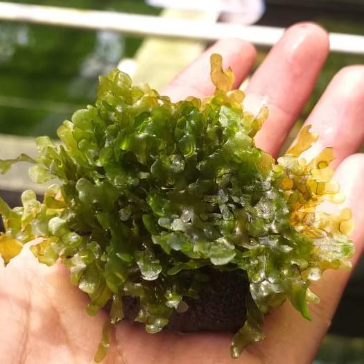 Jual Moss Pelia Wabikusa - Tanaman Aquascape Mos - Hiasan Aquarium ...
