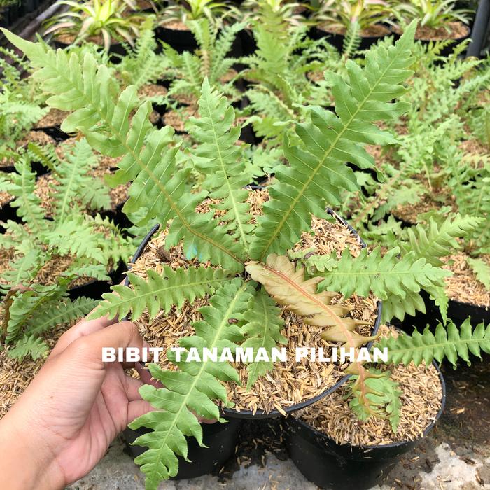 Jual Tanaman pakis kelabang fern kuning tanaman paku pakuan vertical ...