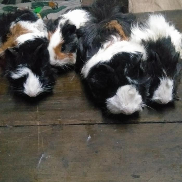 Jual marmut anggora/abisinian - Kab. Bogor - pace rabbit | Tokopedia