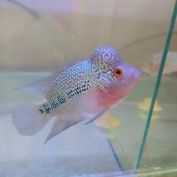 Jual ikan louhan srd ukuran 9cm - Kab. Bogor - sukka2shop | Tokopedia