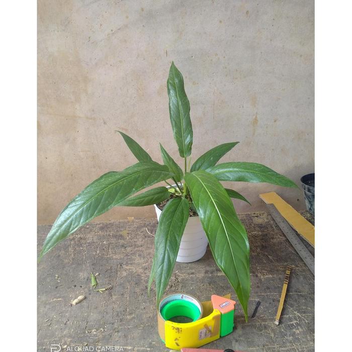 Jual Anthurium Spectabile Roset Remajaan Anthurium Selendang - Kab ...