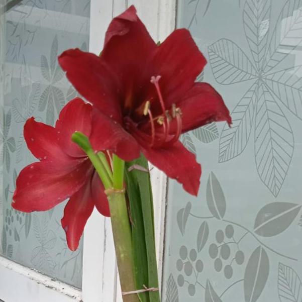 Jual Tanaman Bunga Amarilis Merah|Bunga Hias Amarylis Merah|Bunga ...