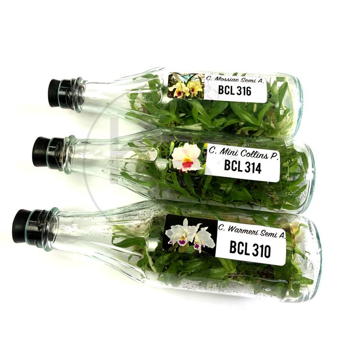 Jual Anggrek Cattleya Botolan isi 45-50 Plant - Kota Batu - OKB orchid ...