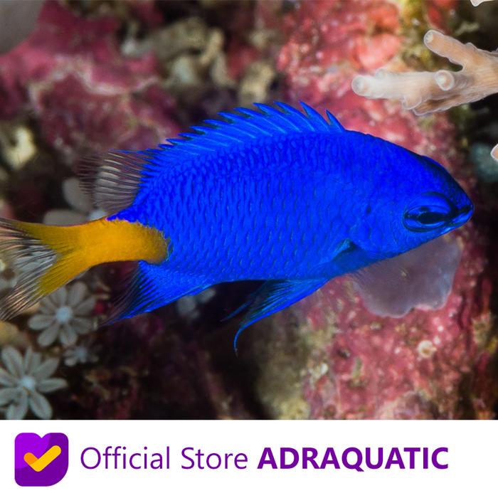 Jual IKAN HIAS AIR LAUT BETOK BLUE STAR CHRYSIPTERA PARASEMA - Kota ...