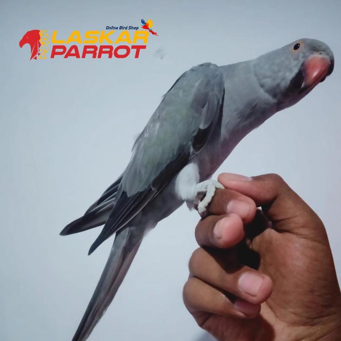 Jual Burung Jinak IRN Grey - Kota Bekasi - Laskar Parrot | Tokopedia Jual Burung Jinak IRN Grey - Kota Bekasi - Laskar Parrot | Tokopedia