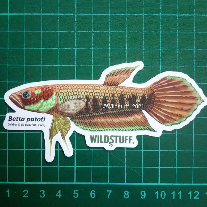 Jual Sticker Wildstuff Betta patoti - Kota Bogor - Wildstuff Indonesia ...
