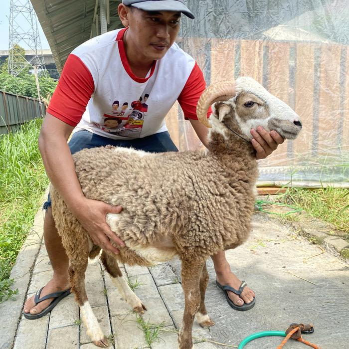 Jual Domba jantan kurban qurban harga/kg termurah sesuai syariat.Ecer 1 ...